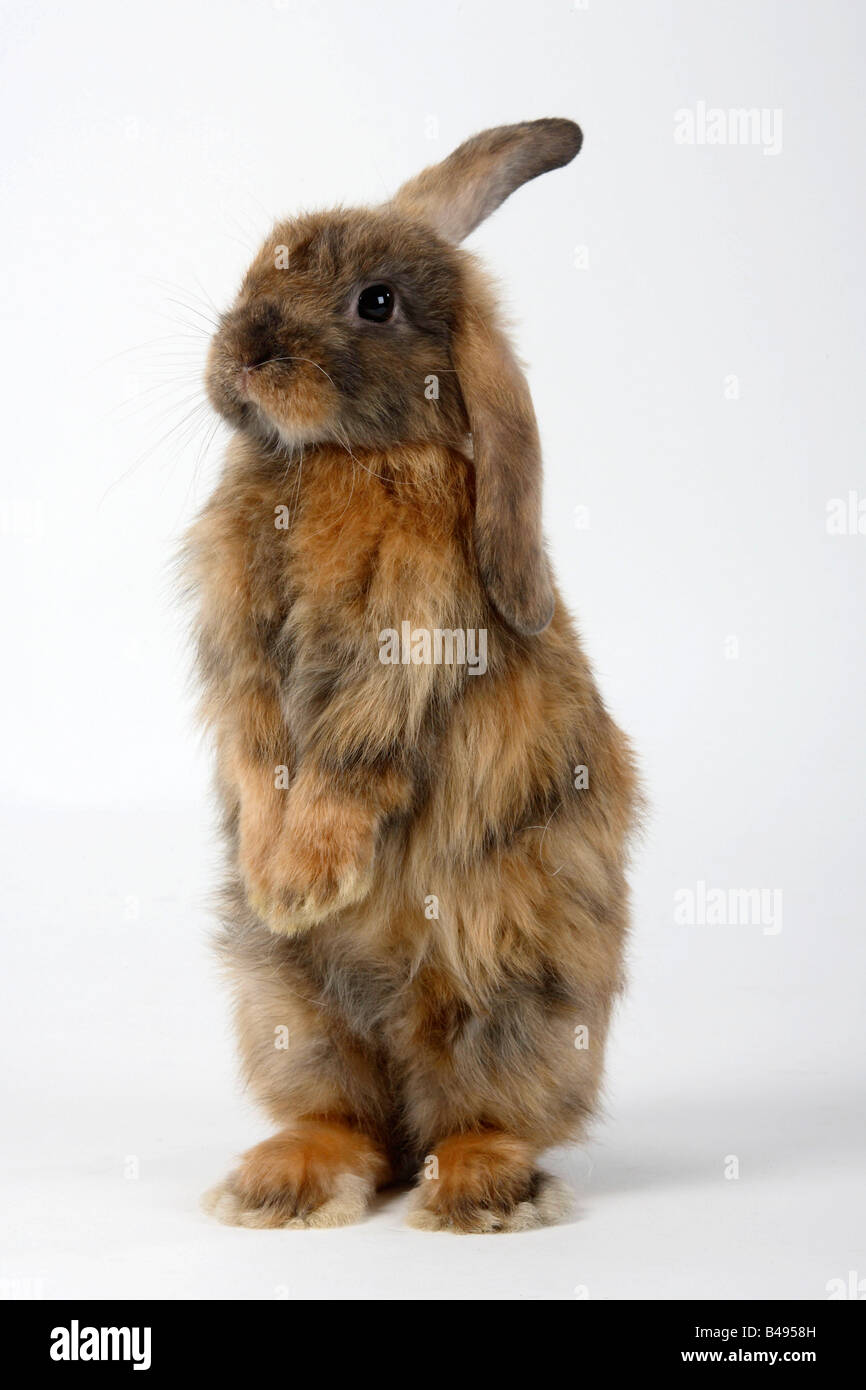 Young Satin Lop eared Dwarf Rabbit japanese 8 weeks Stock Photo - Alamy
