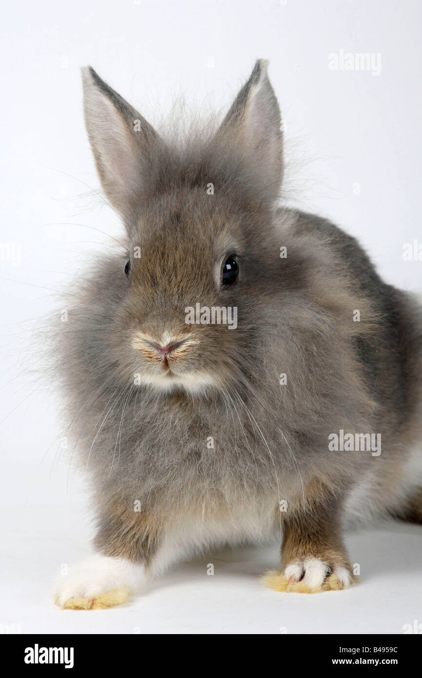 Lion maned Dwarf Rabbit young 12 weeks Domestic Rabbit Stock Photo - Alamy