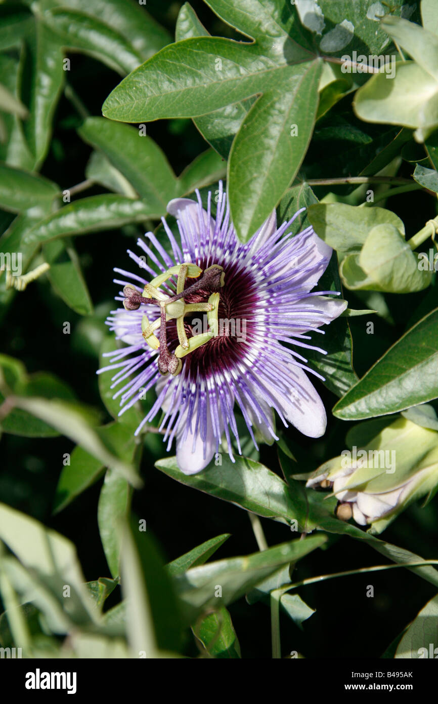 one Passiflora caerulea flower in garden Stock Photo - Alamy