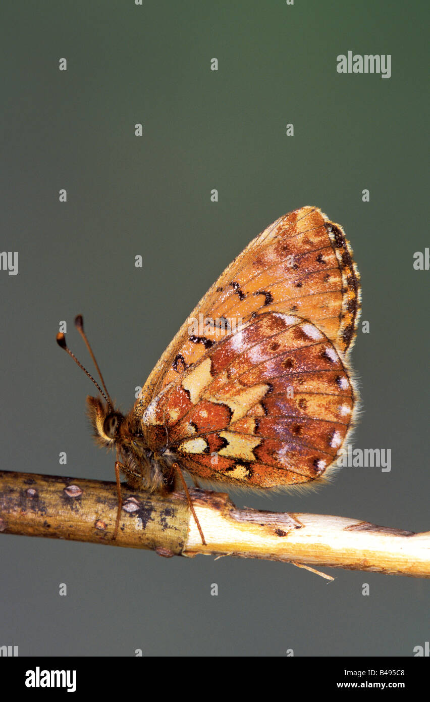 Purplish Fritillary Boloria montinus Stock Photo - Alamy