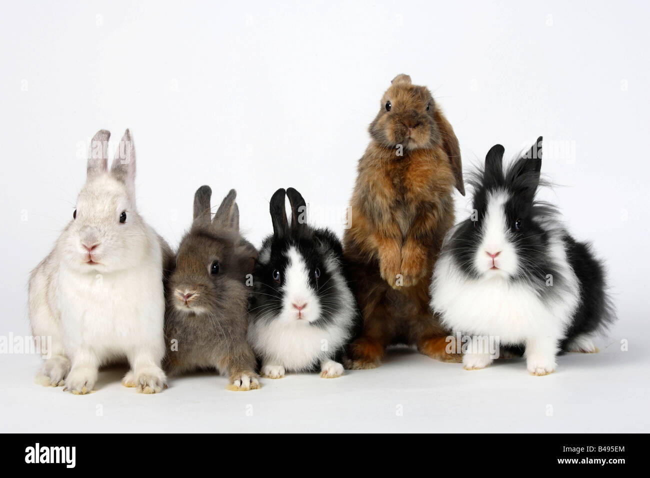 Lion maned Dwarf Rabbits 13 weeks Dwarf Rabbit and Satin Lop eared ...