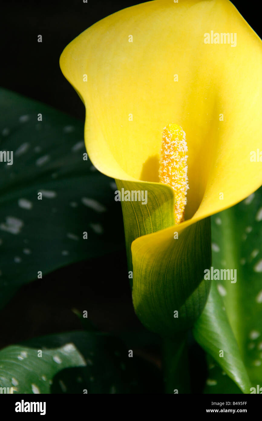 yellow Calla Lily Mini flower in garden Stock Photo - Alamy