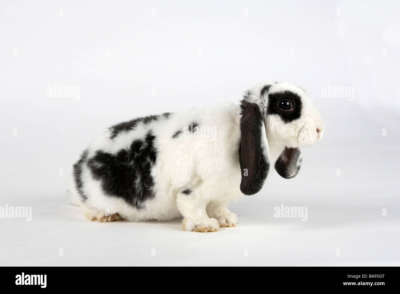Rex Lop eared Dwarf Rabbit 14 weeks blue white Domestic Rabbit Stock ...