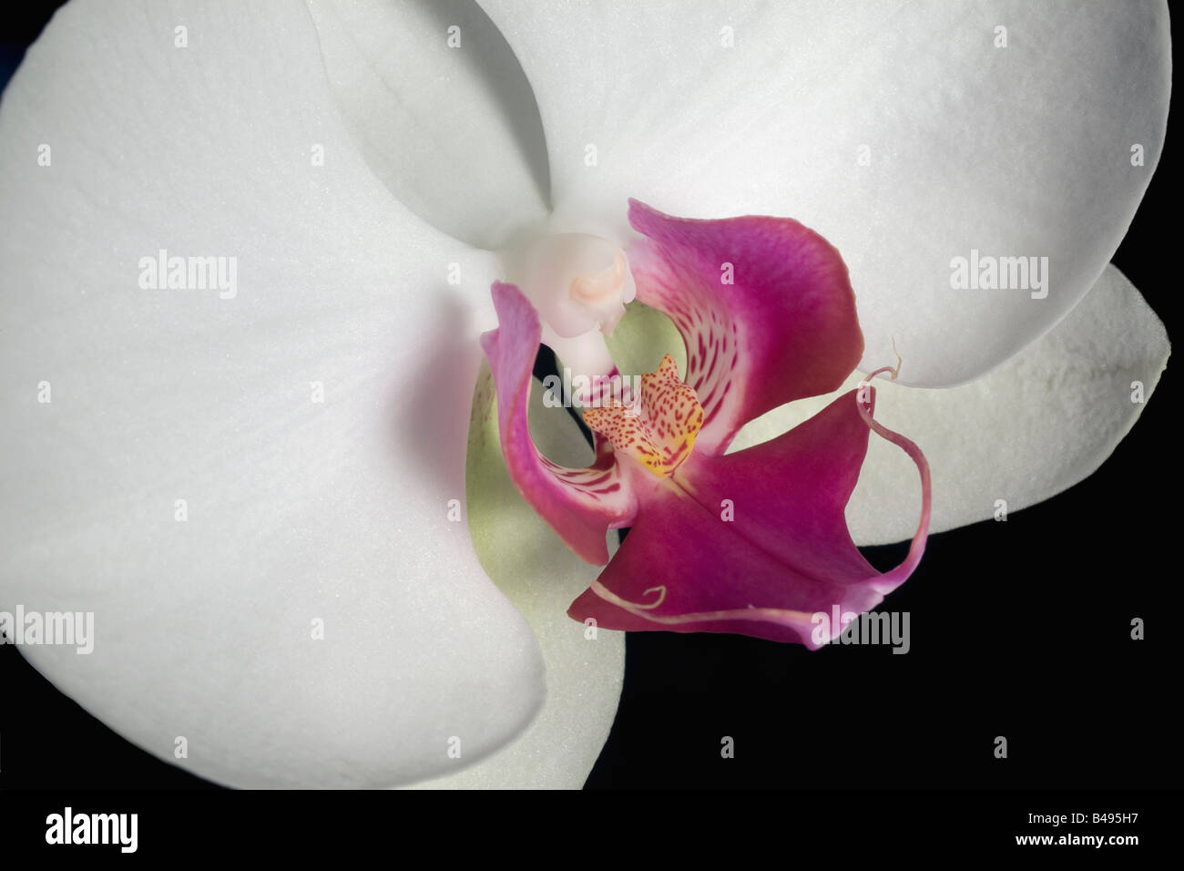 Close up of an orchid Stock Photo - Alamy