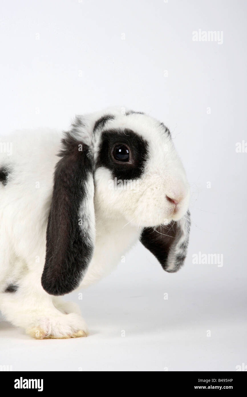 Rex Lop eared Dwarf Rabbit 14 weeks blue white Domestic Rabbit Stock ...