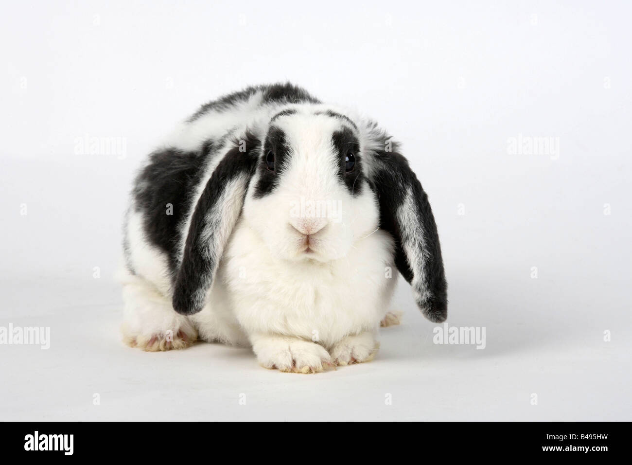 Rex Lop eared Dwarf Rabbit 14 weeks blue white Domestic Rabbit Stock ...