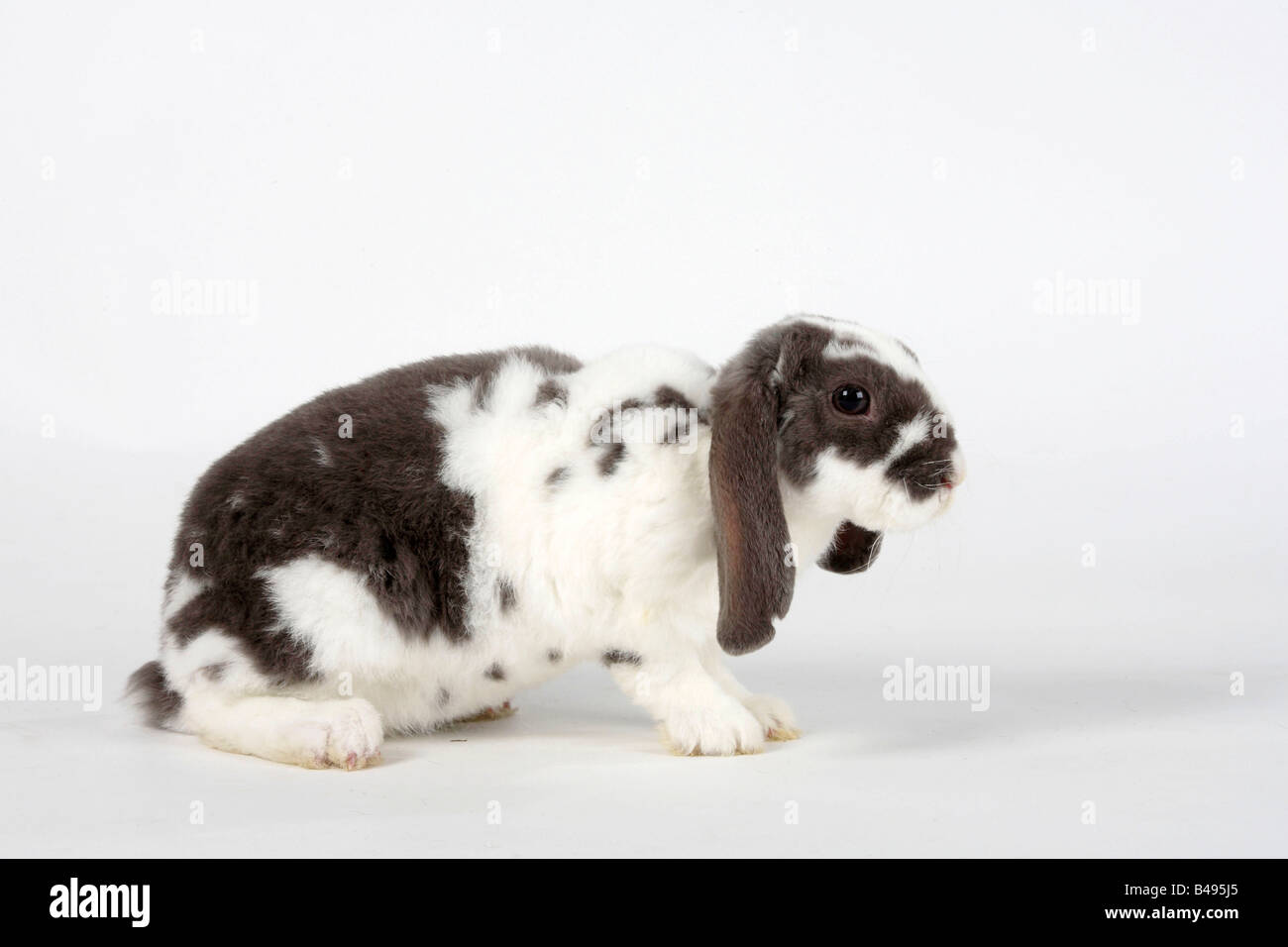 Rex Lop eared Dwarf Rabbit 14 weeks lilac white Domestic Rabbit side ...