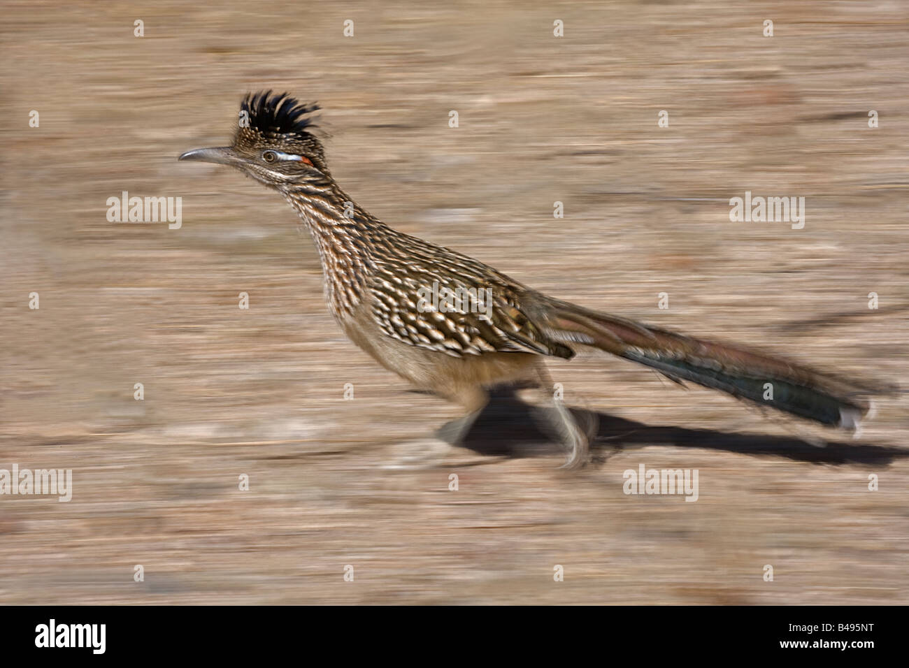 Road Runner Bird Running