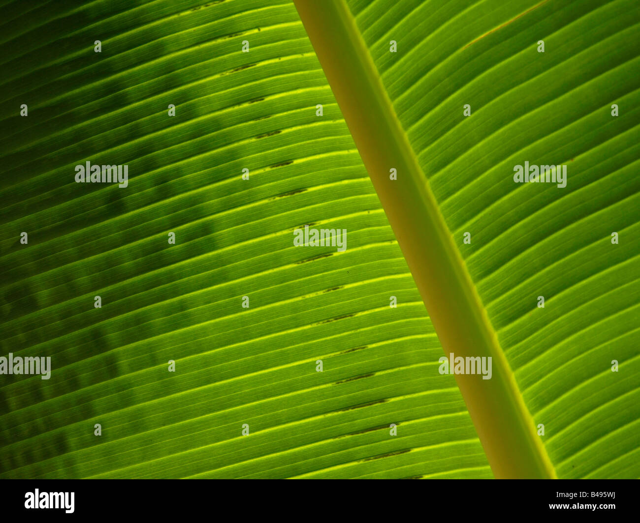 Radial Leaf High Resolution Stock Photography and Images - Alamy