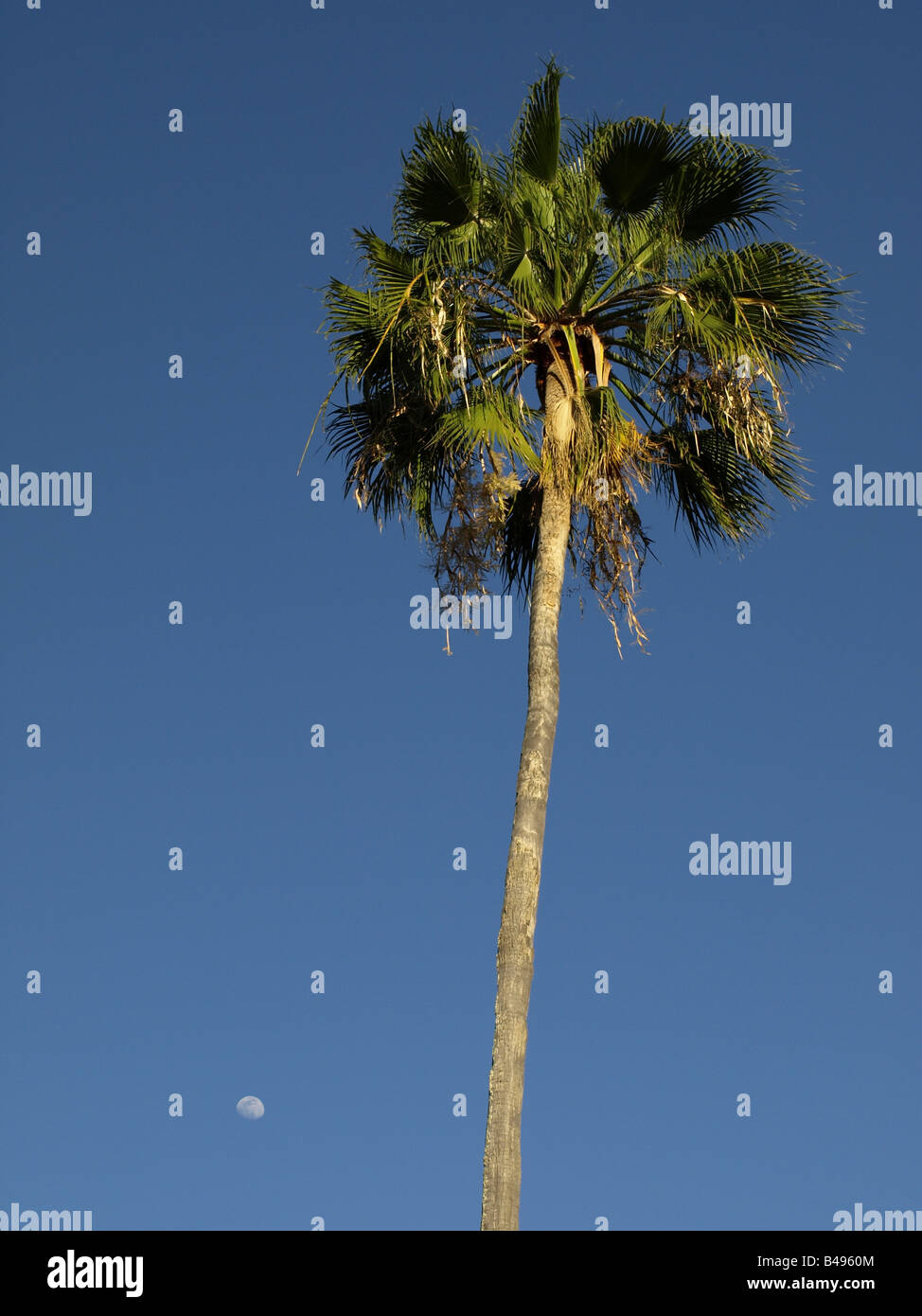 Washingtonia robusta hi-res stock photography and images - Alamy