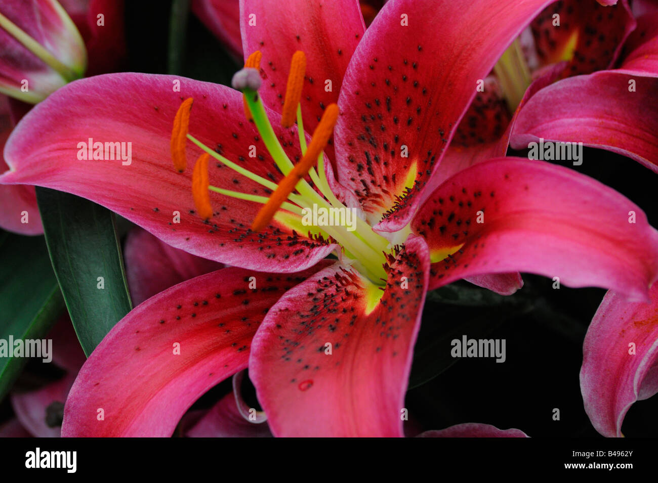 Pink lily blossom close up Stock Photo - Alamy