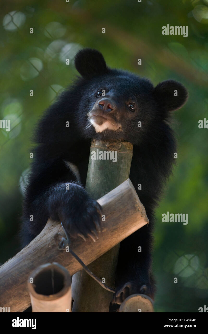 Very small bear hi-res stock photography and images - Alamy