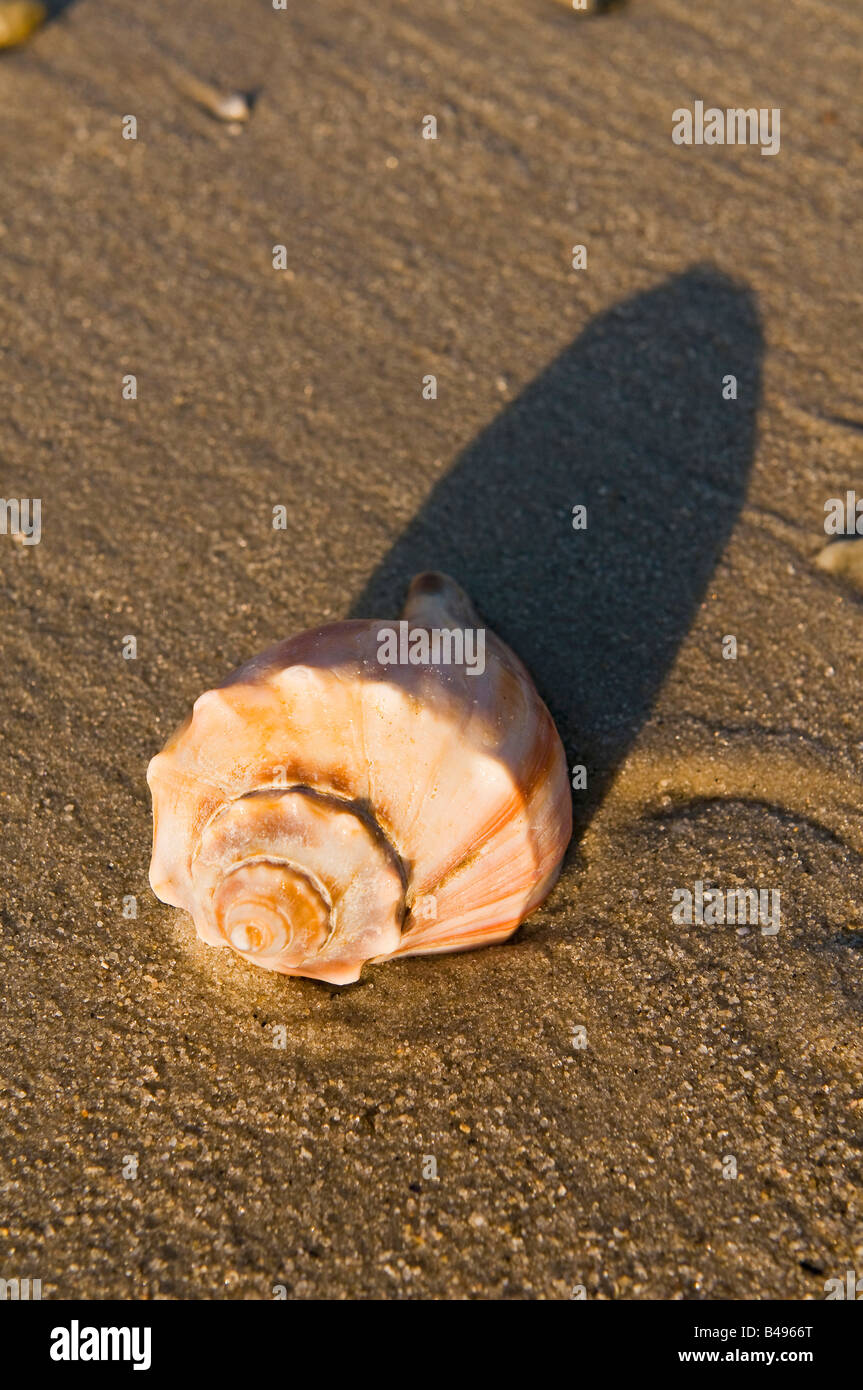 sea shell Conch shells spiral Cape May NJ Stock Photo - Alamy