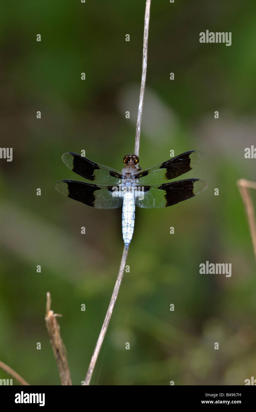 Common whitetail skimmer dragonfly hi-res stock photography and images ...