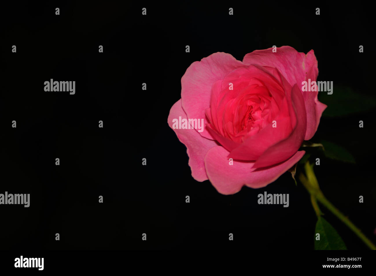 Pink rose on a plain black background Stock Photo - Alamy