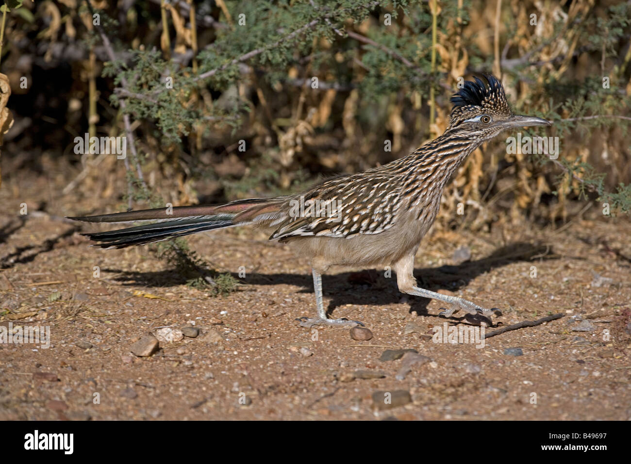 Arizona roadrunners hi-res stock photography and images - Alamy