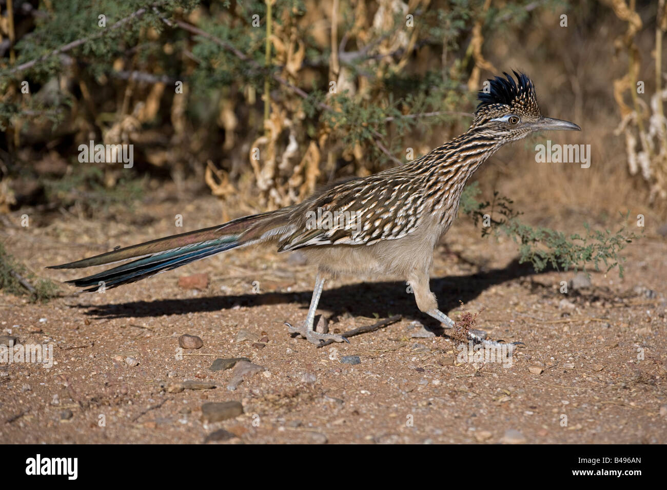 Arizona roadrunners hi-res stock photography and images - Alamy
