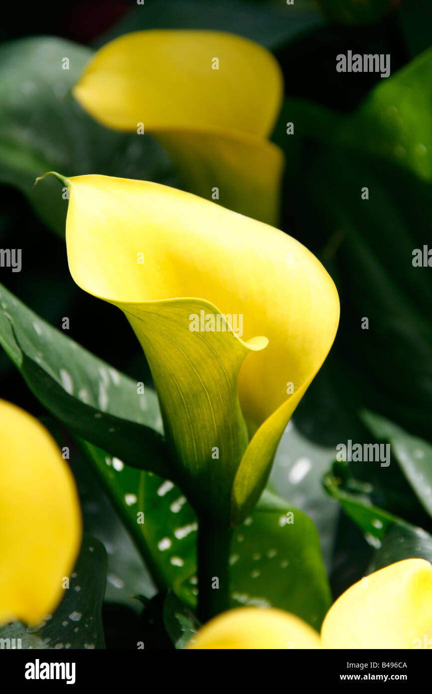 yellow Calla Lily Mini flower in garden Stock Photo - Alamy
