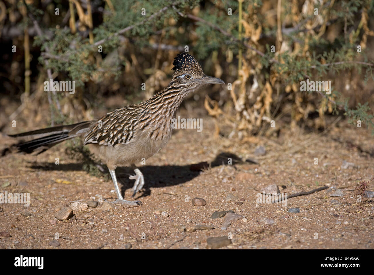 Greater Roadrunner [Geococcyx californianus]Walking in Sonoran Desert ...