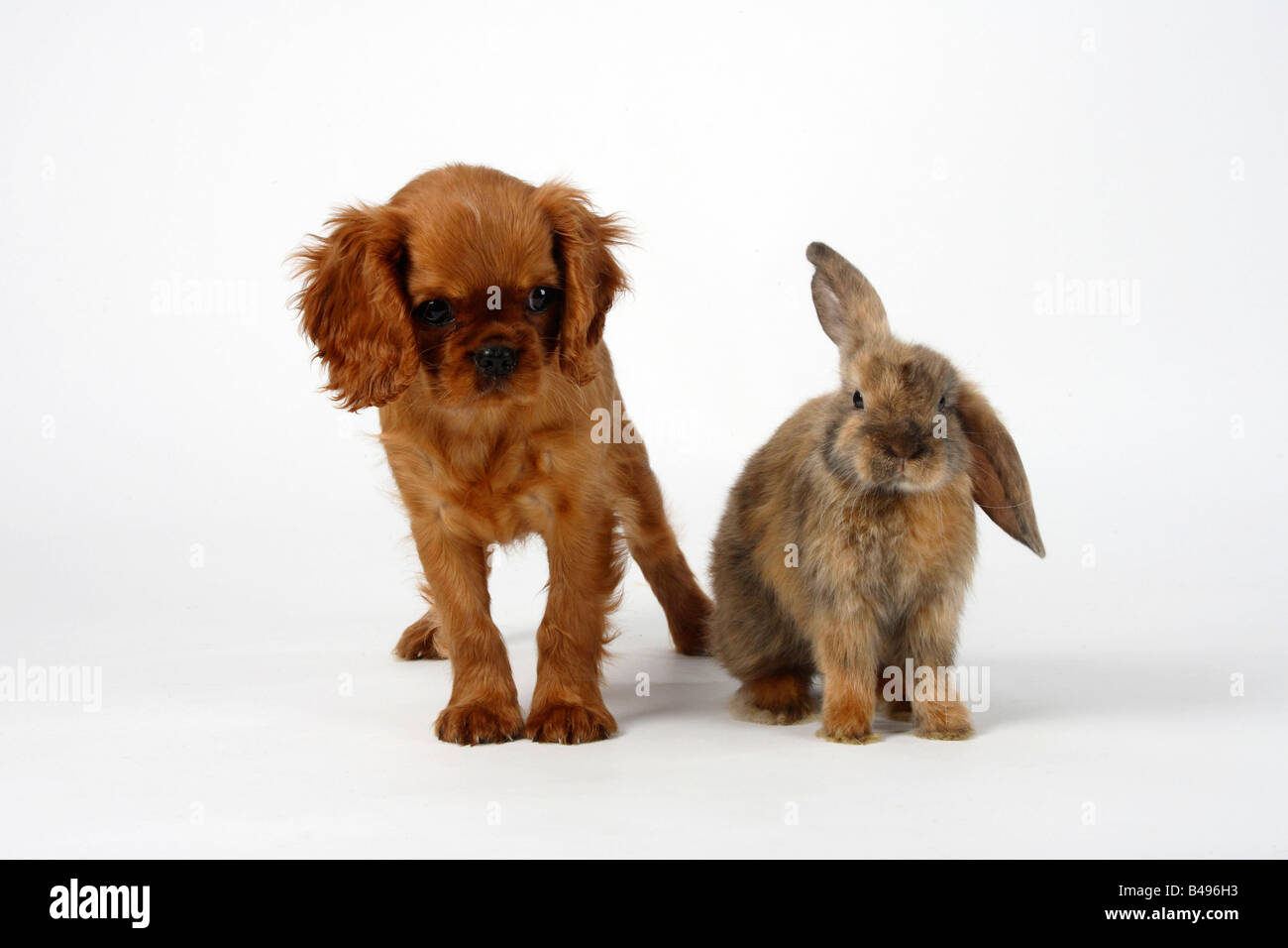Young Satin Lop eared Dwarf Rabbit japanese 8 weeks and Cavalier King ...