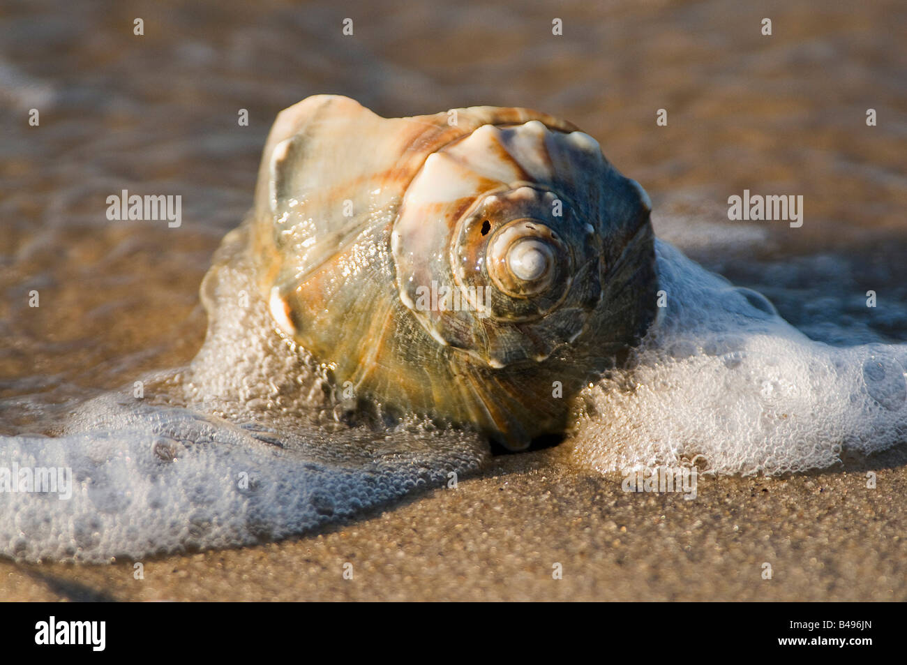 Conch shell seashell spiral hi-res stock photography and images - Alamy