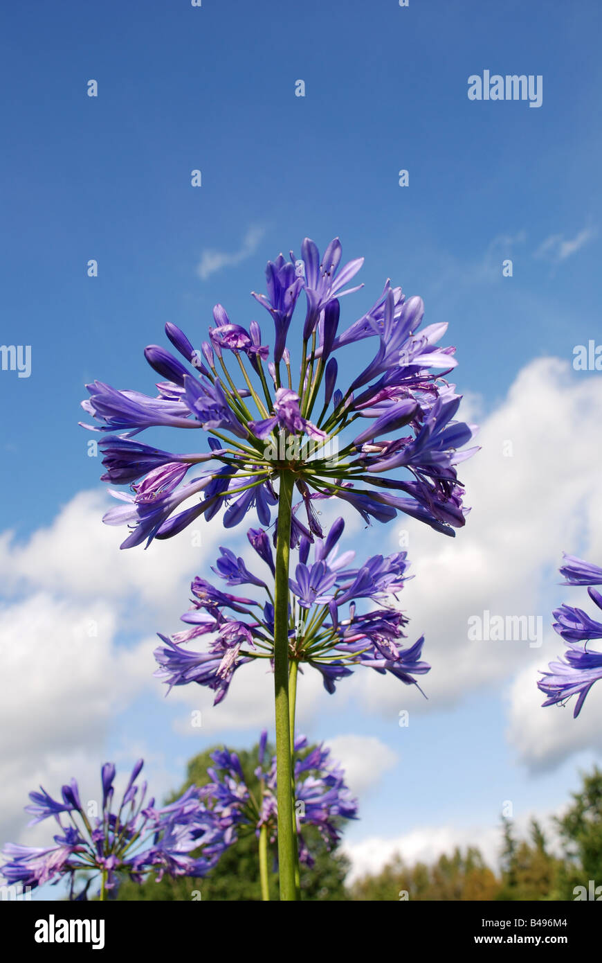African skies agapanthus hi-res stock photography and images - Alamy