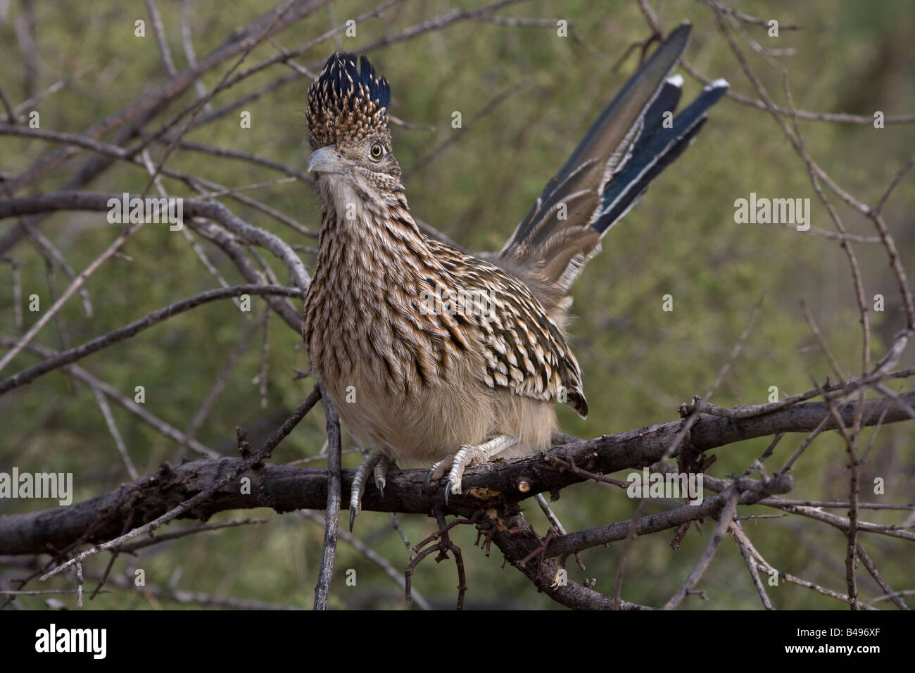 Greater Roadrunner (Geococcyx californianus) Arizona Sonoran Desert ...