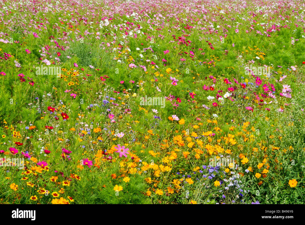 A wildflower meadow in full flower during in the summer Stock Photo - Alamy