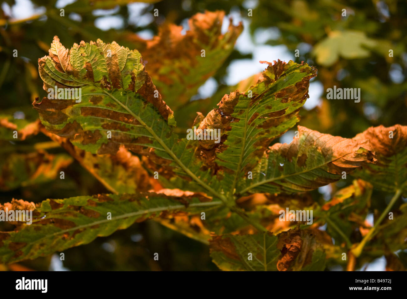 Conker tree hi-res stock photography and images - Alamy