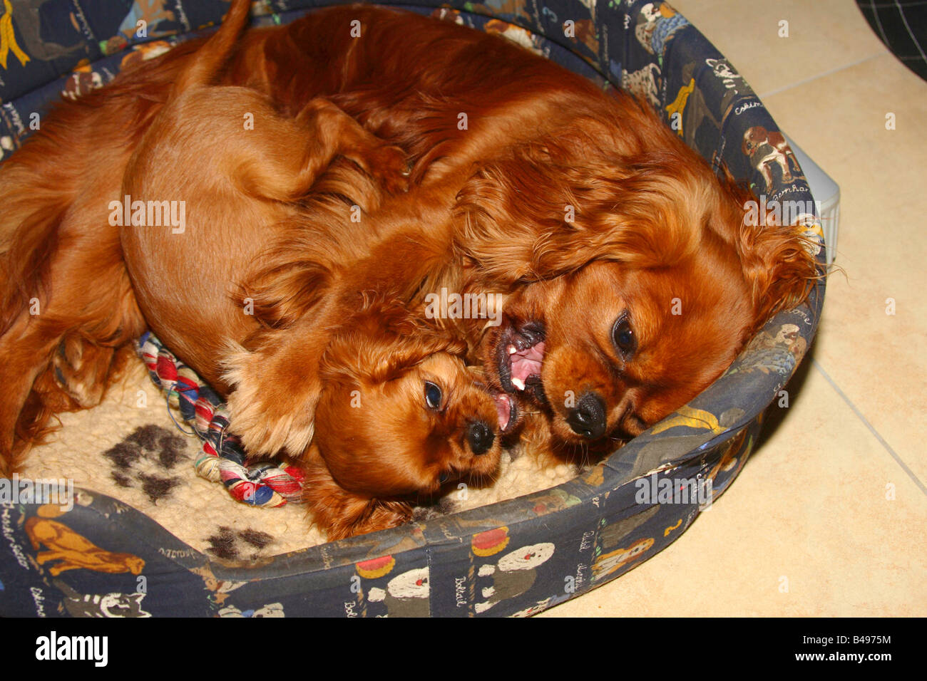 Cavalier King Charles Spaniel with puppy ruby 11 weeks Stock Photo - Alamy