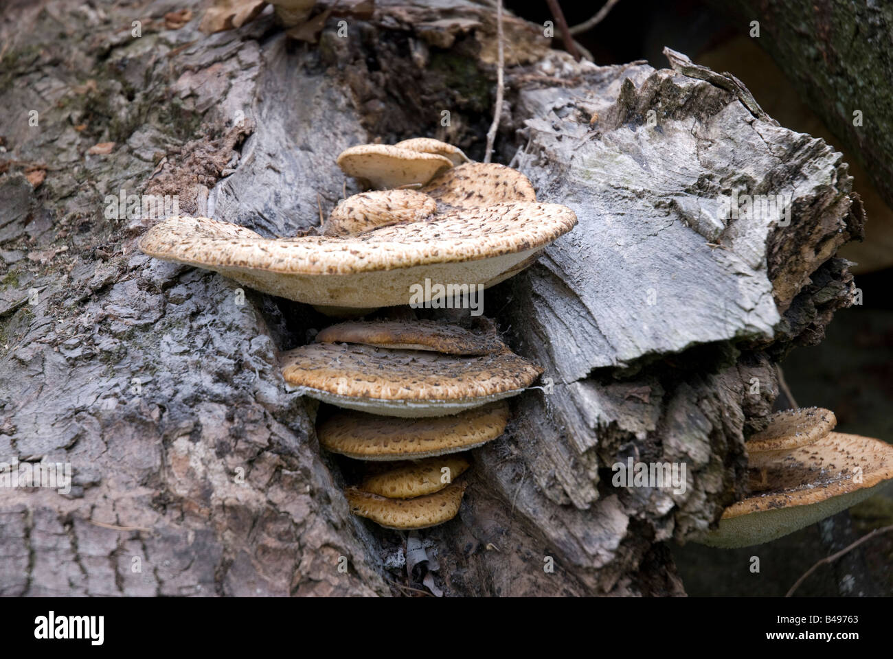 Timber fungus hi-res stock photography and images - Alamy
