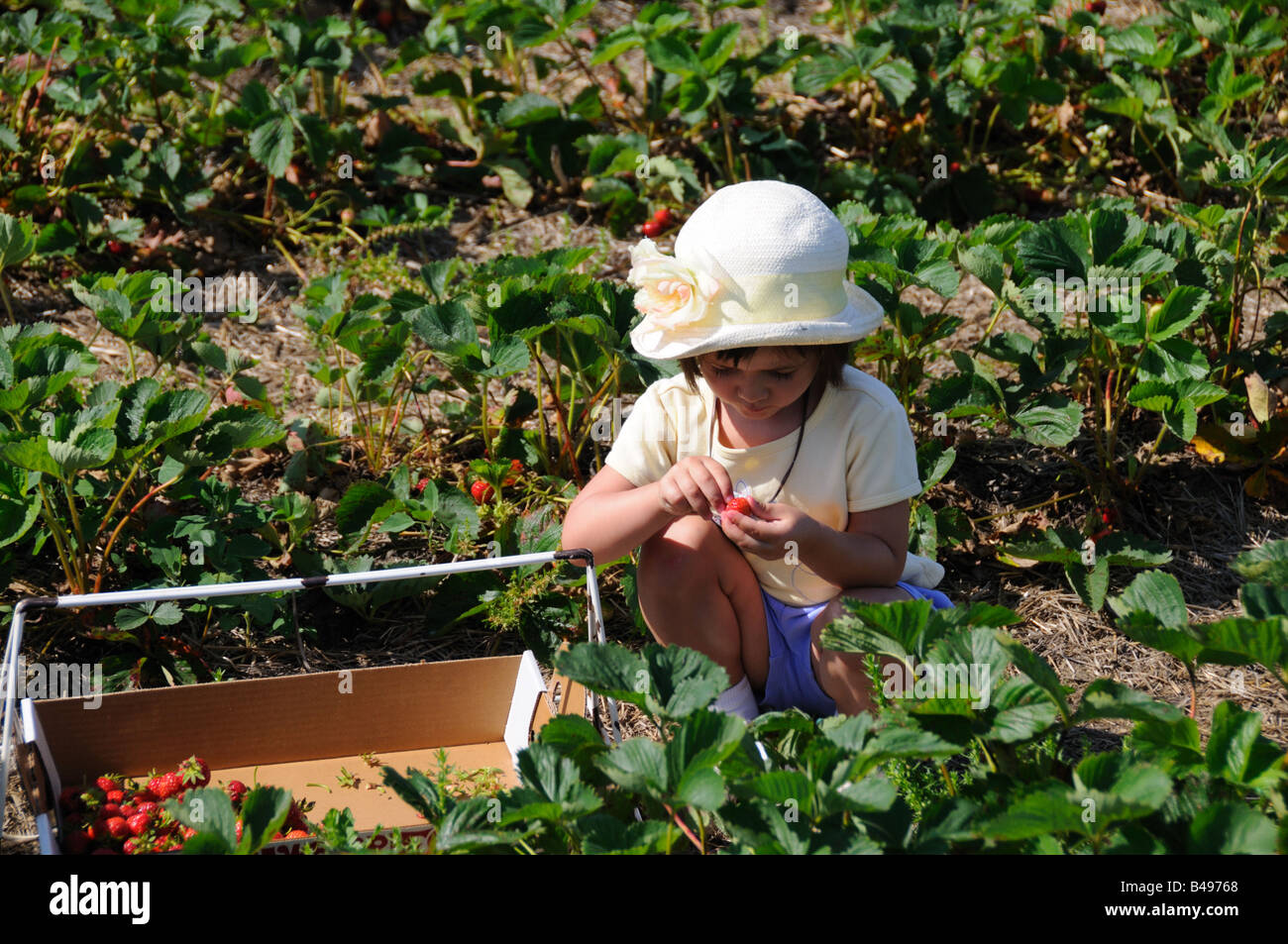 Girl at strawberry farm Stock Photo - Alamy