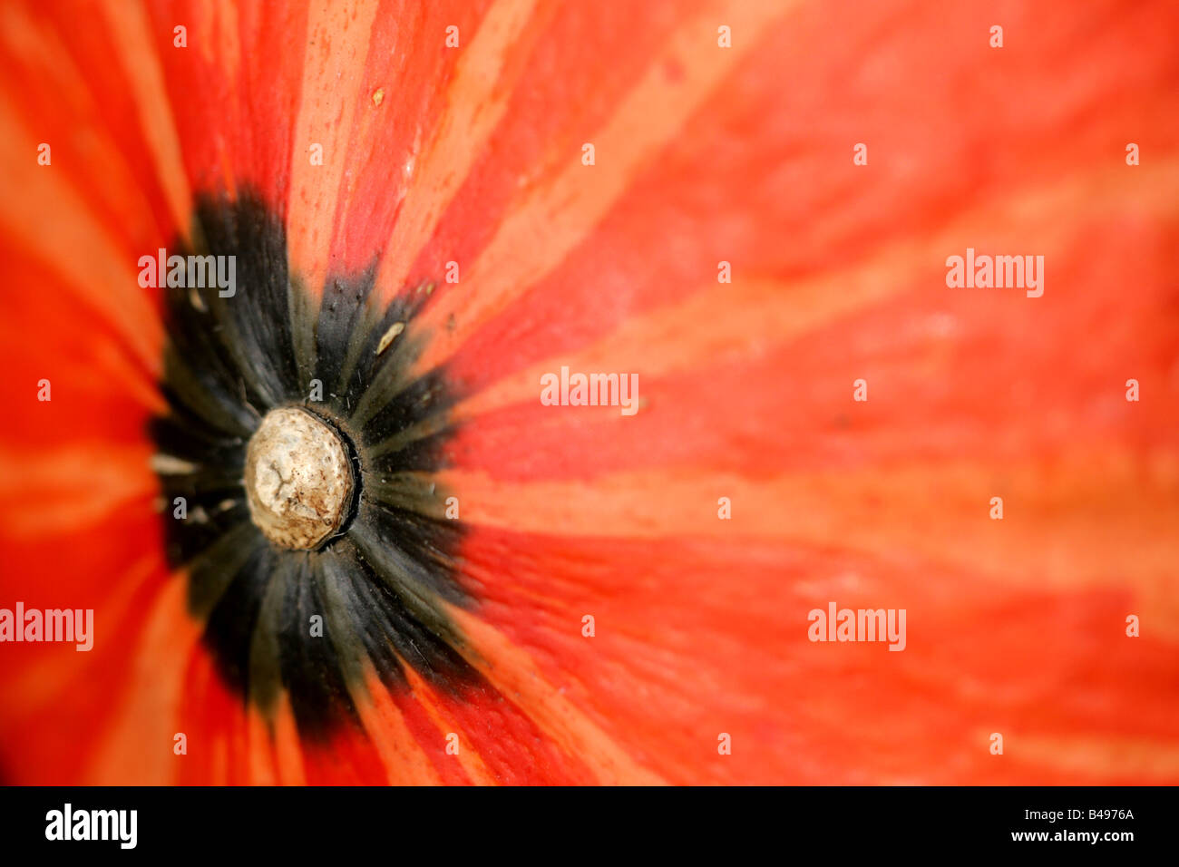 Potimarron Squash (Cucurbita maxima Stock Photo - Alamy