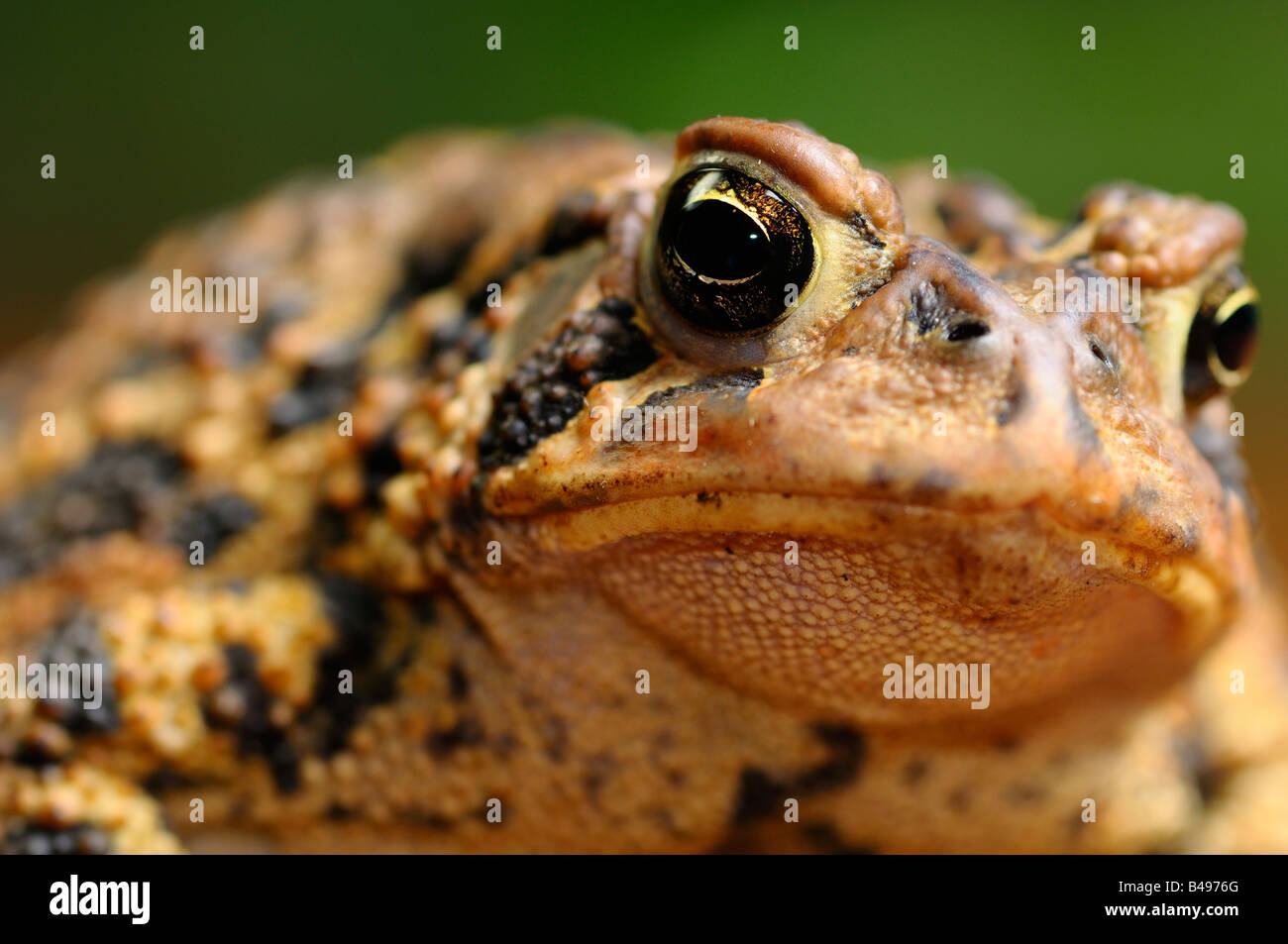 Toad face hi-res stock photography and images - Alamy
