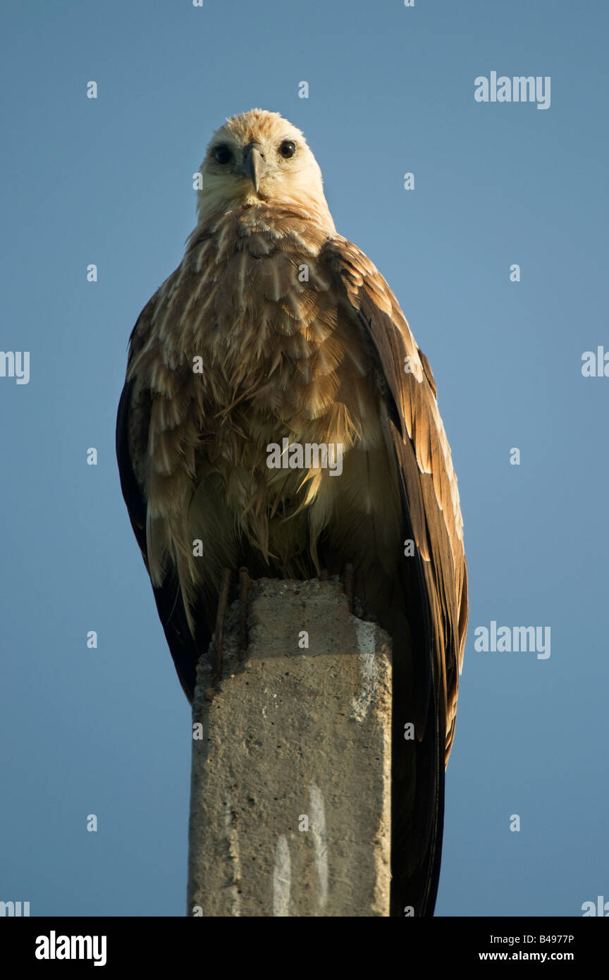 Haliastur indus. Juvenile Brahminy Kite sitting on a pole in the ...