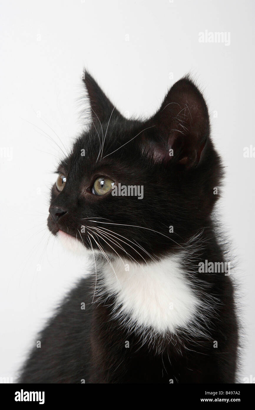 Domestic Cat kitten 8 weeks Stock Photo - Alamy