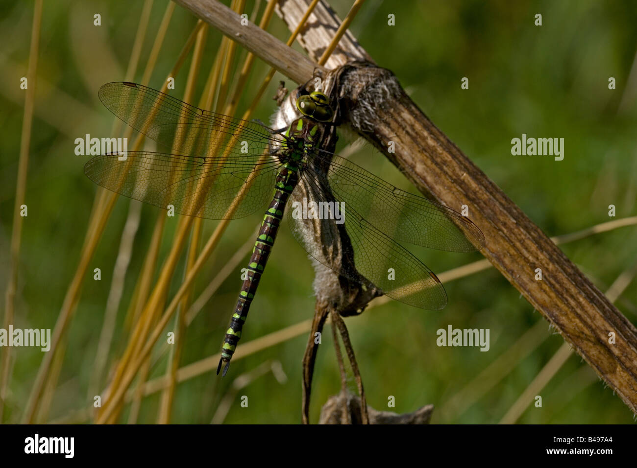 Southern Hawker (Aeshna cyanea) Freshly emerged adult dragonfly from ...
