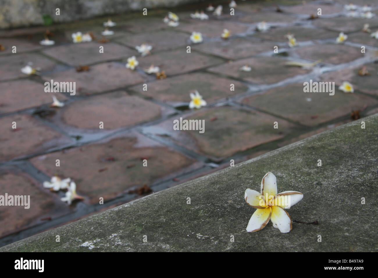 Blossom flower on stone floor in ancient citadel, Hanoi, Vietnam Stock ...
