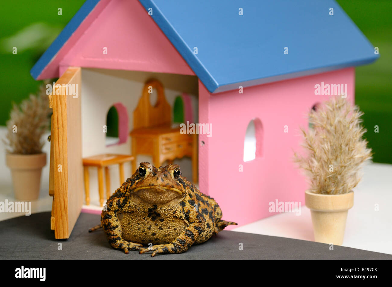 Fat American Toad staring outside a miniature pink furnished toy house ...
