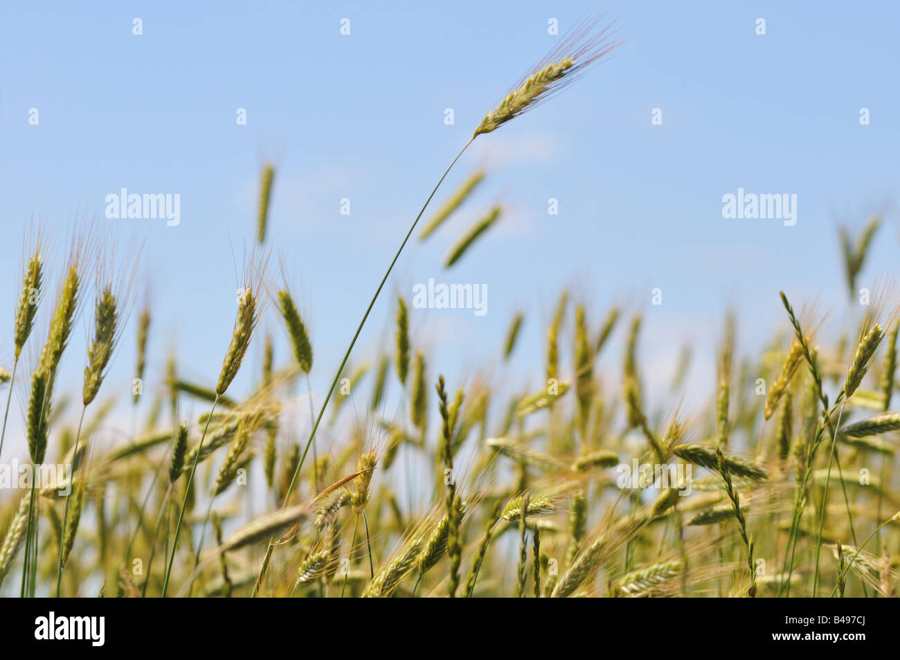 Farming field grain green nature plant ploughed field colour color hi ...