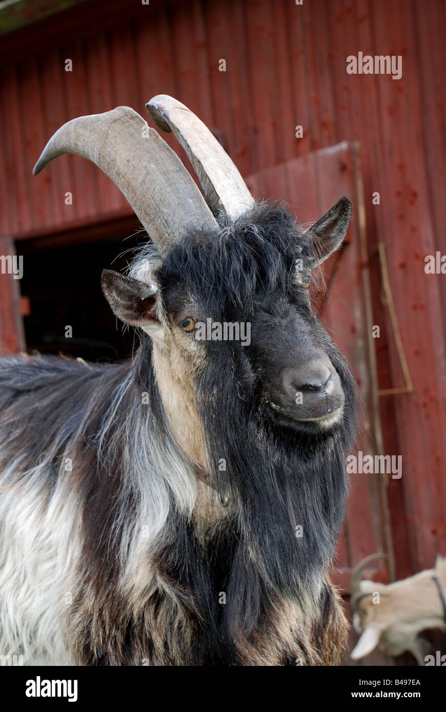 Spanish Goat Buck