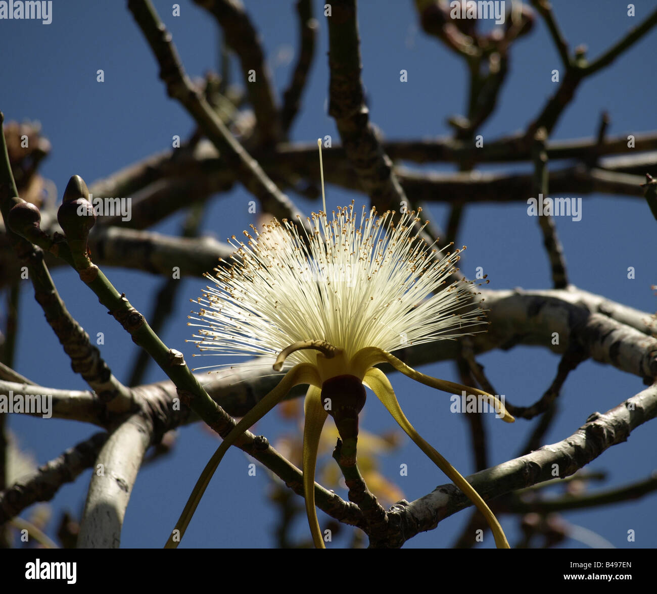 Barringtonia hi-res stock photography and images - Alamy