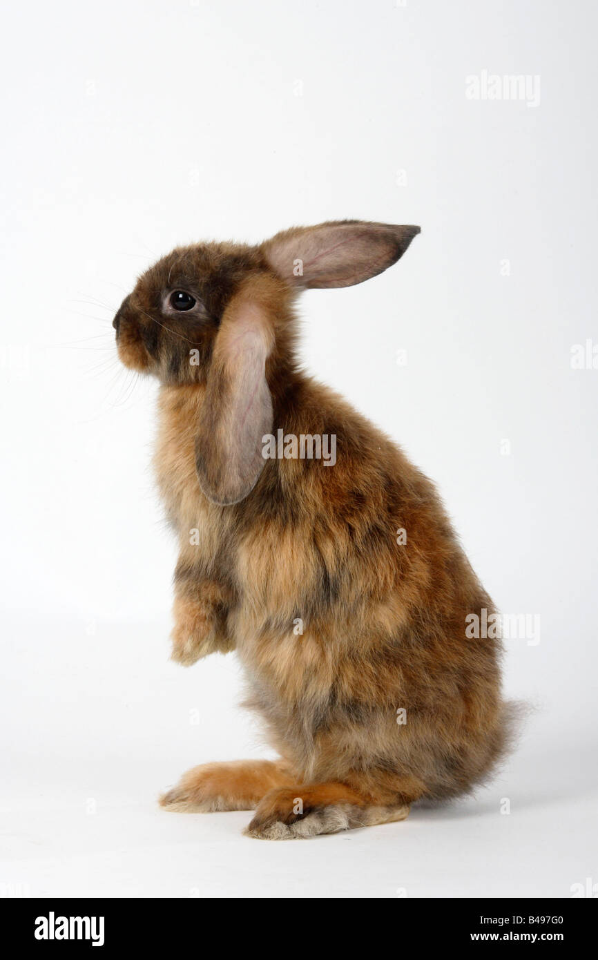 Young Satin Lop eared Dwarf Rabbit japanese 8 weeks side Stock Photo ...
