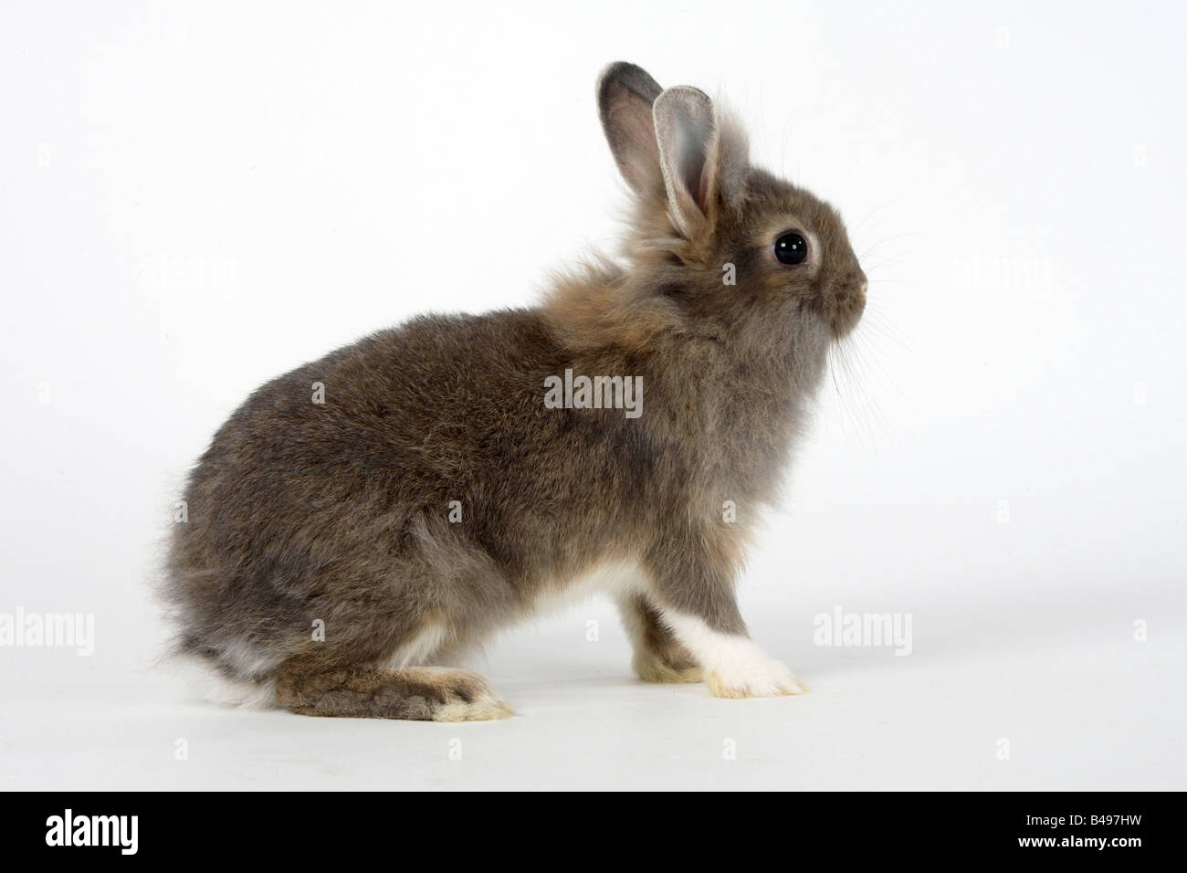 Lion maned Dwarf Rabbit young 12 weeks Domestic Rabbit side Stock Photo ...