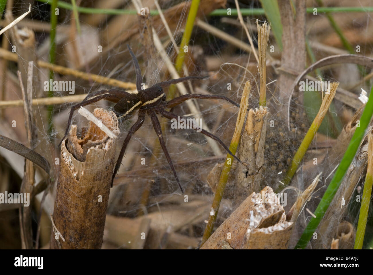 Fen Raft Spider (Dolomedes plantarius) Mother guarding nursery web ...