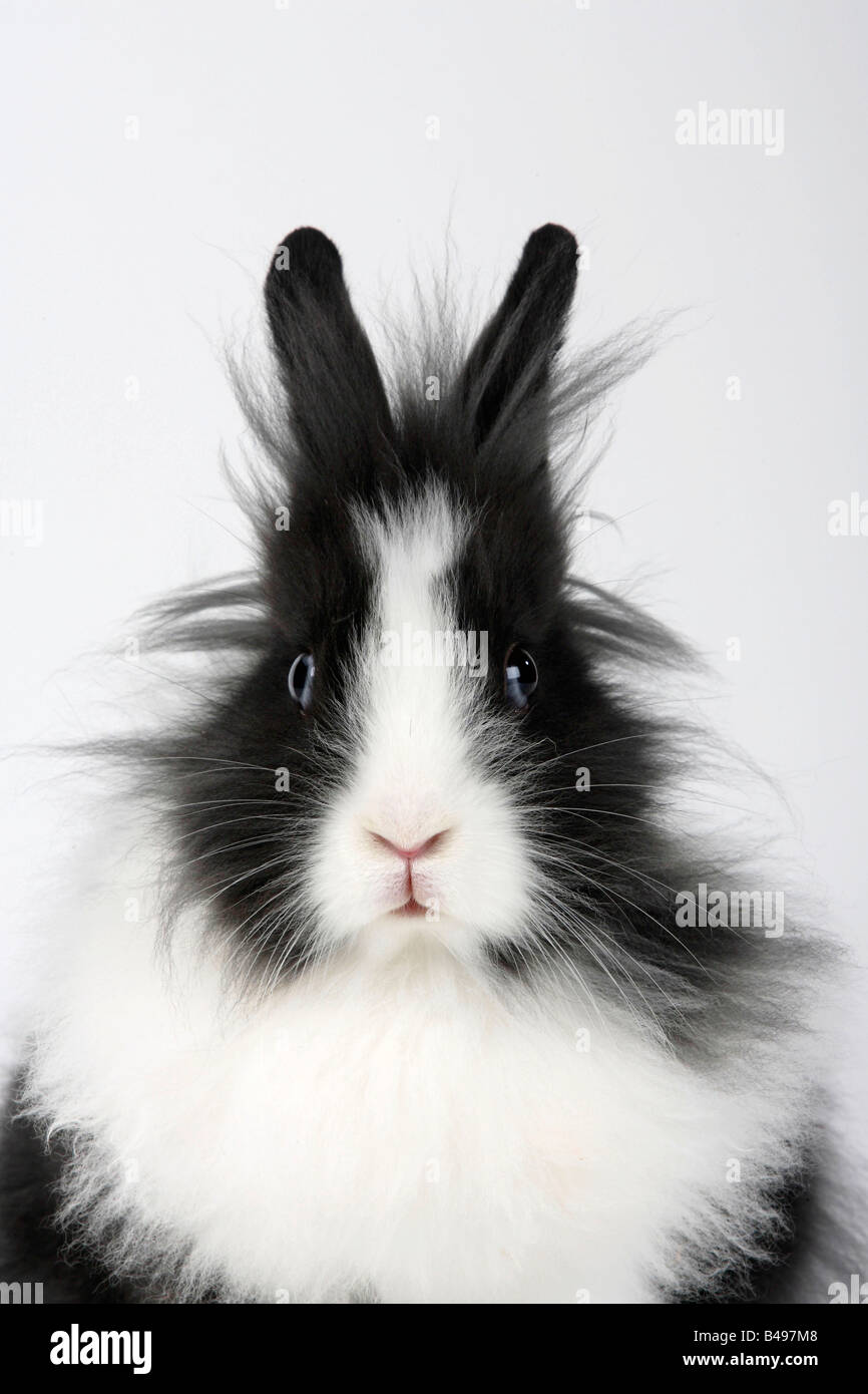 Lion maned Dwarf Rabbit young 12 weeks Domestic Rabbit Stock Photo - Alamy