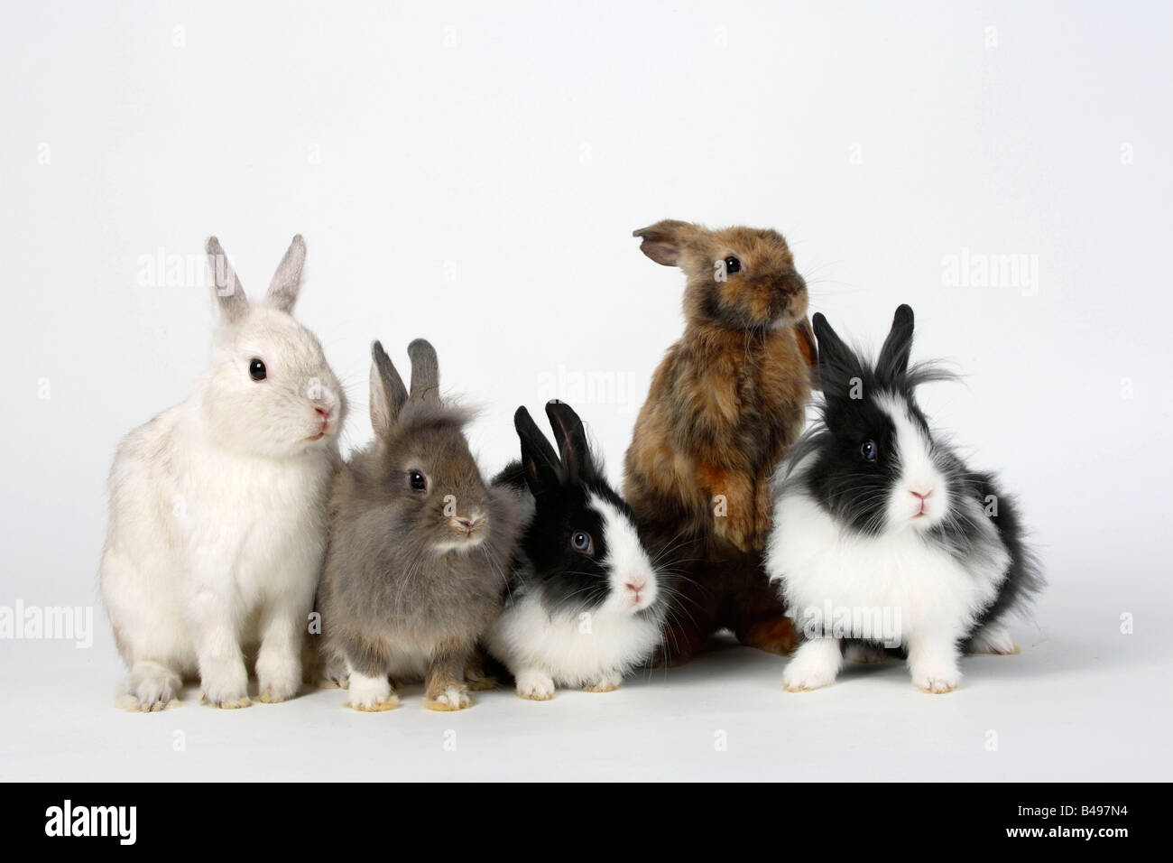 Lion maned Dwarf Rabbits 13 weeks Dwarf Rabbit and Satin Lop eared ...