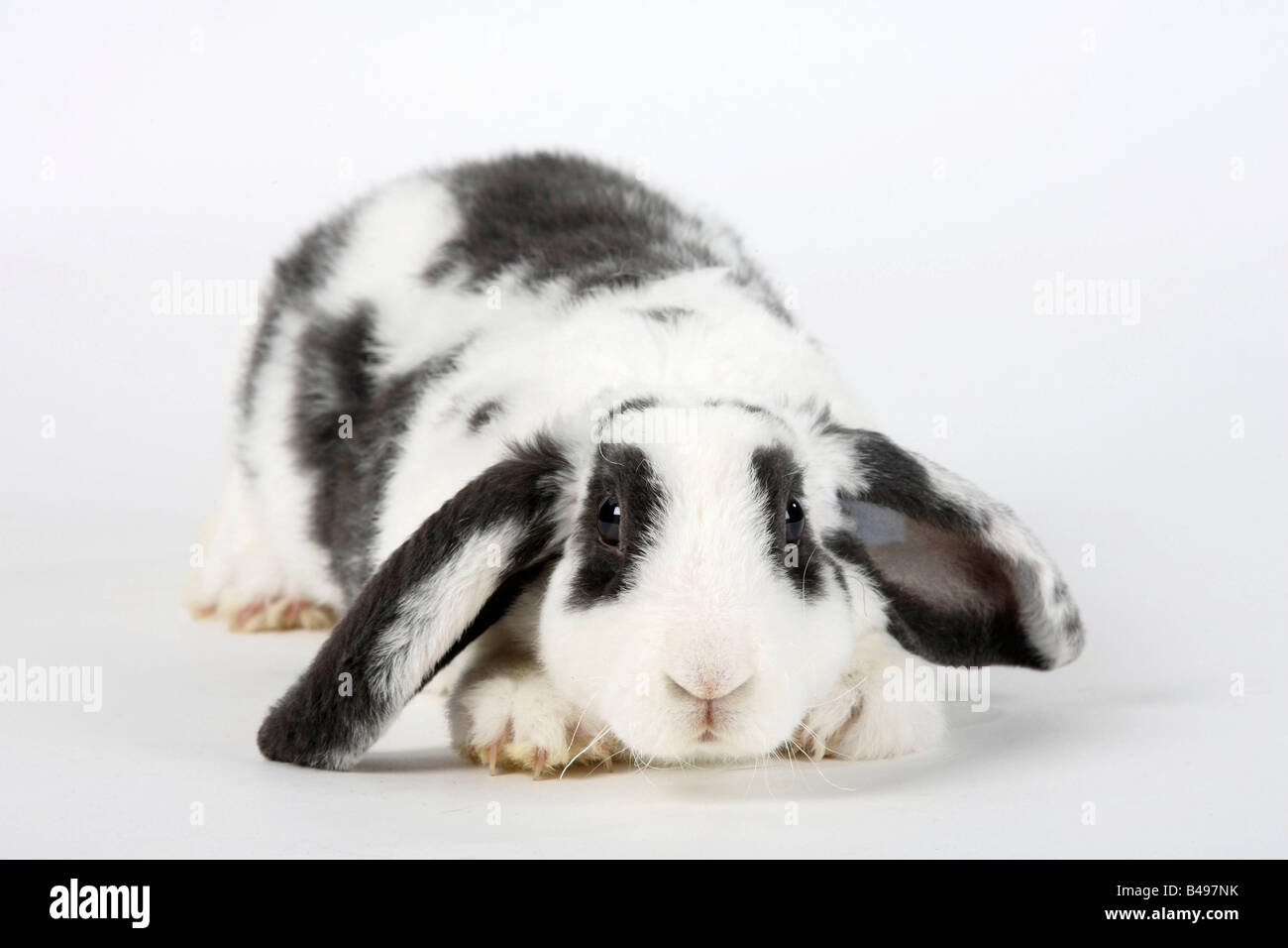 Rex Lop eared Dwarf Rabbit 14 weeks blue white Domestic Rabbit Stock ...