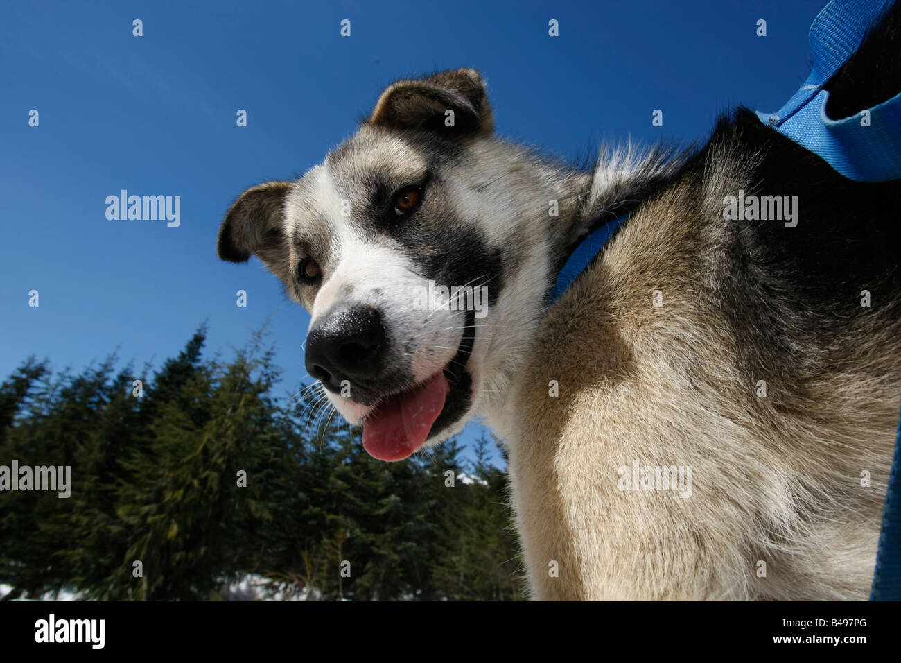 Whistler british columbia dog hi-res stock photography and images - Alamy