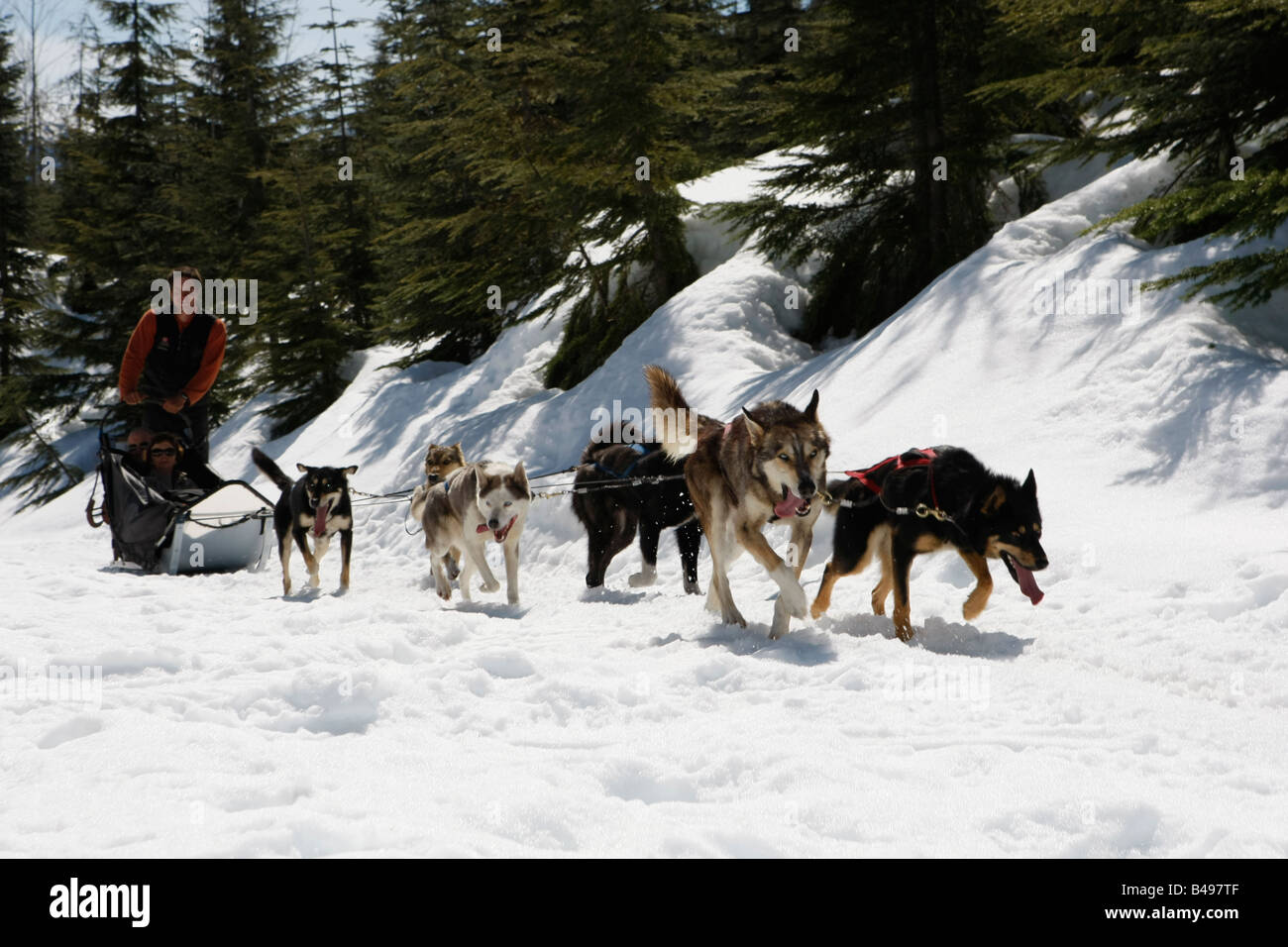 Whistler british columbia dog hi-res stock photography and images - Alamy